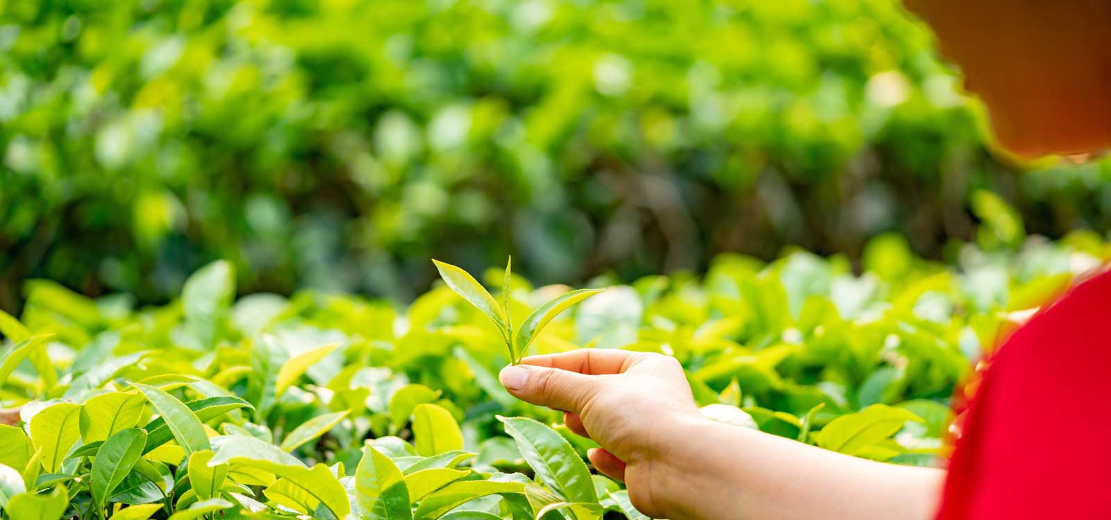 Tea Trail History | Ile Maurice