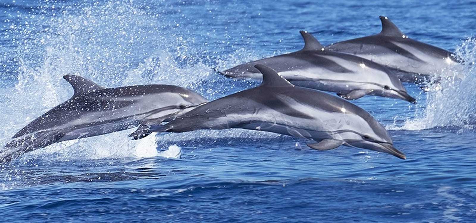 Dolphin Adventure|Ile Maurice