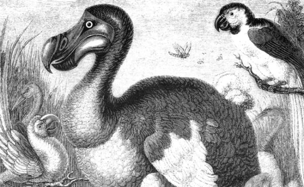 The Dodo | Mauritius