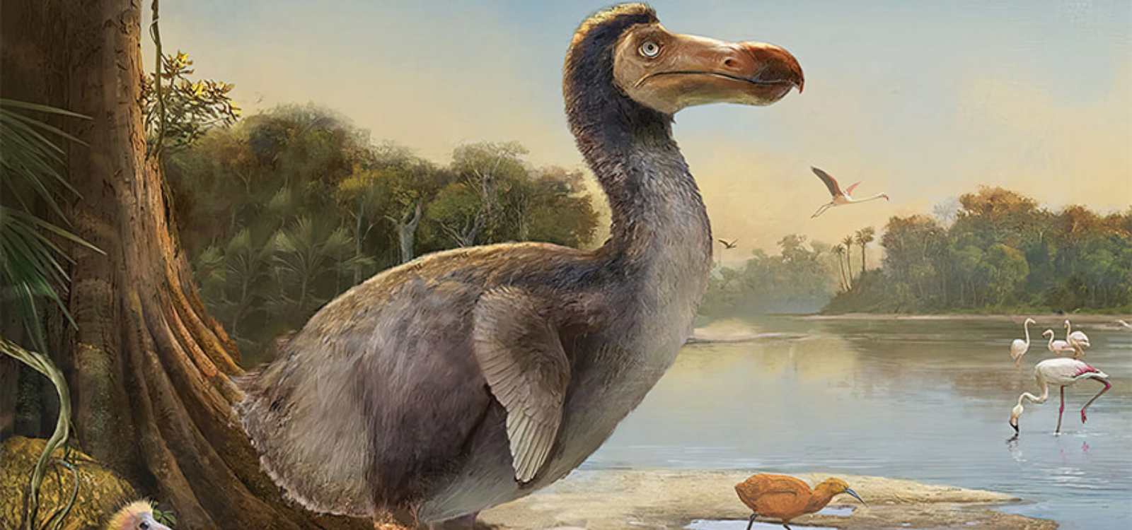 The Dodo | Mauritius